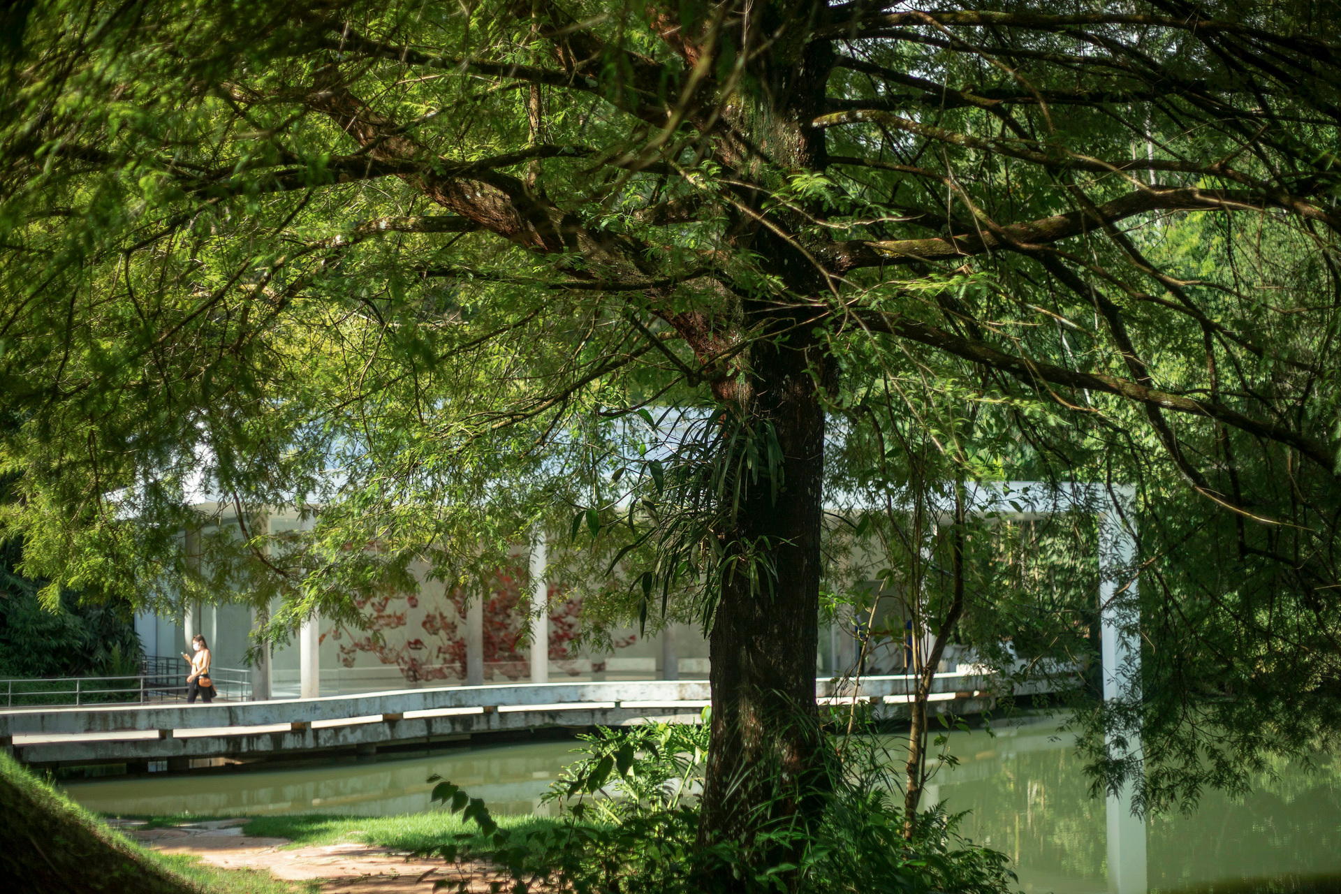 Cipreste-do-brejo - Inhotim