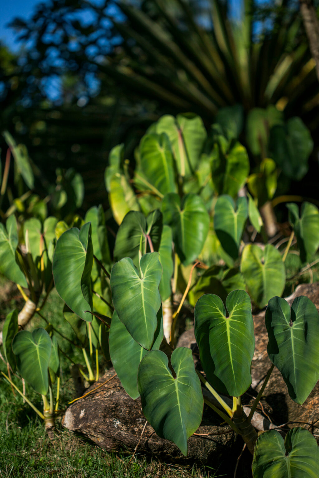 Filodendro - Inhotim