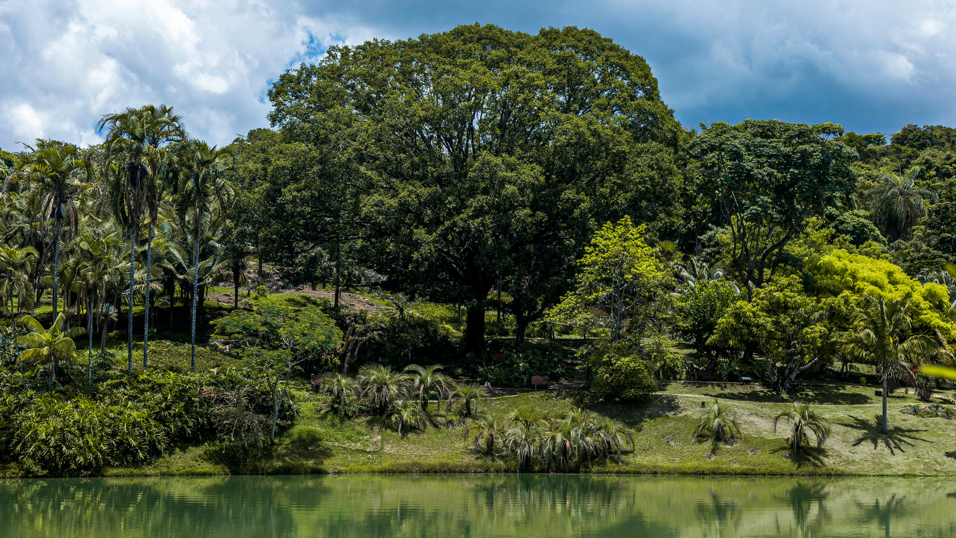 Jequitibá - Inhotim