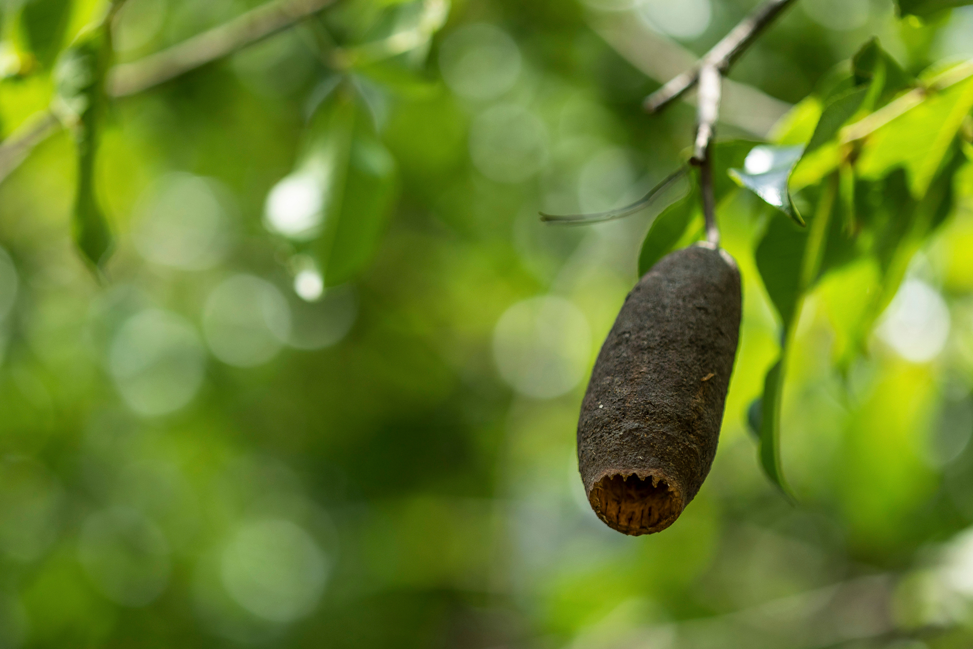 Jequitibá - Inhotim