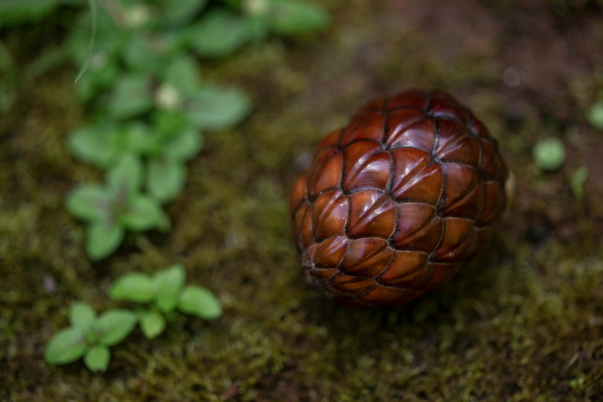 Raffia Palm - Inhotim