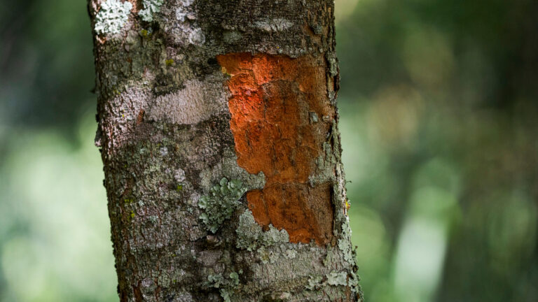 Brazilwood - Inhotim