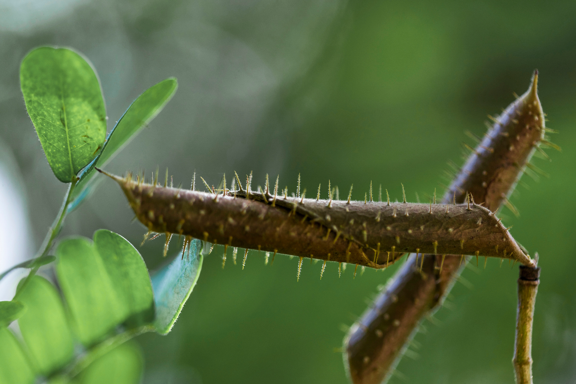 Brazilwood - Inhotim