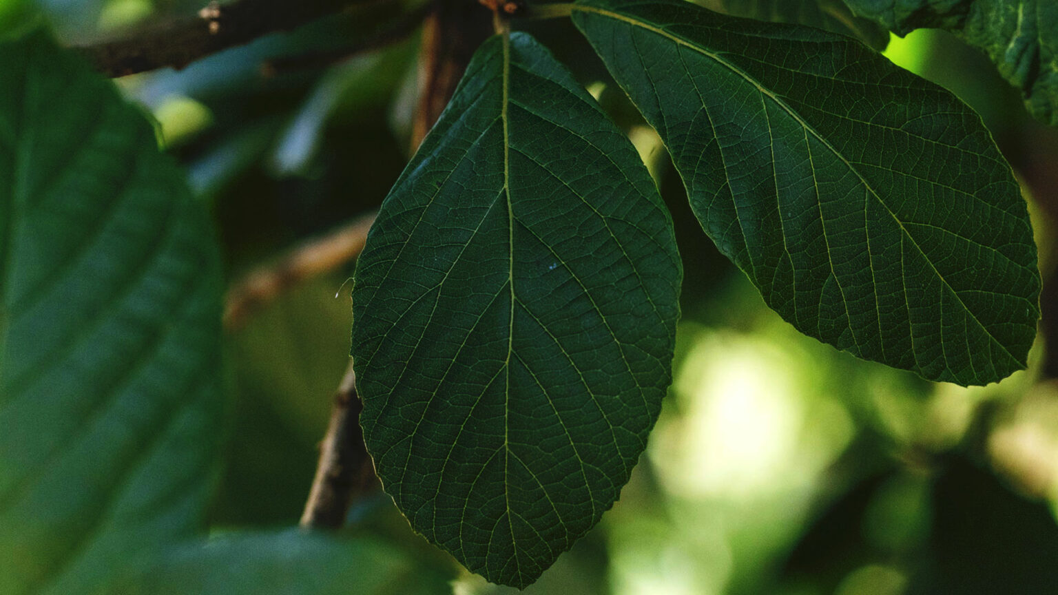 Baba-de-boi - Inhotim