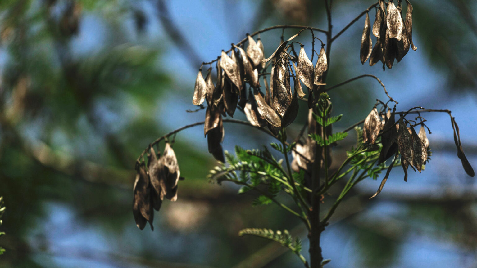 Canafístula - Inhotim