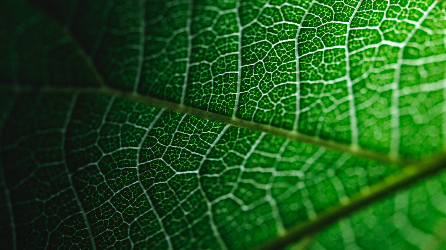 Baba-de-boi - Inhotim