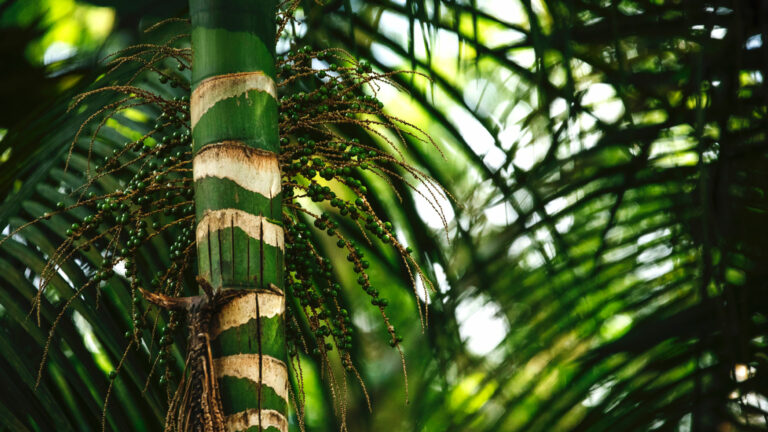 Palmeira-juçara - Inhotim