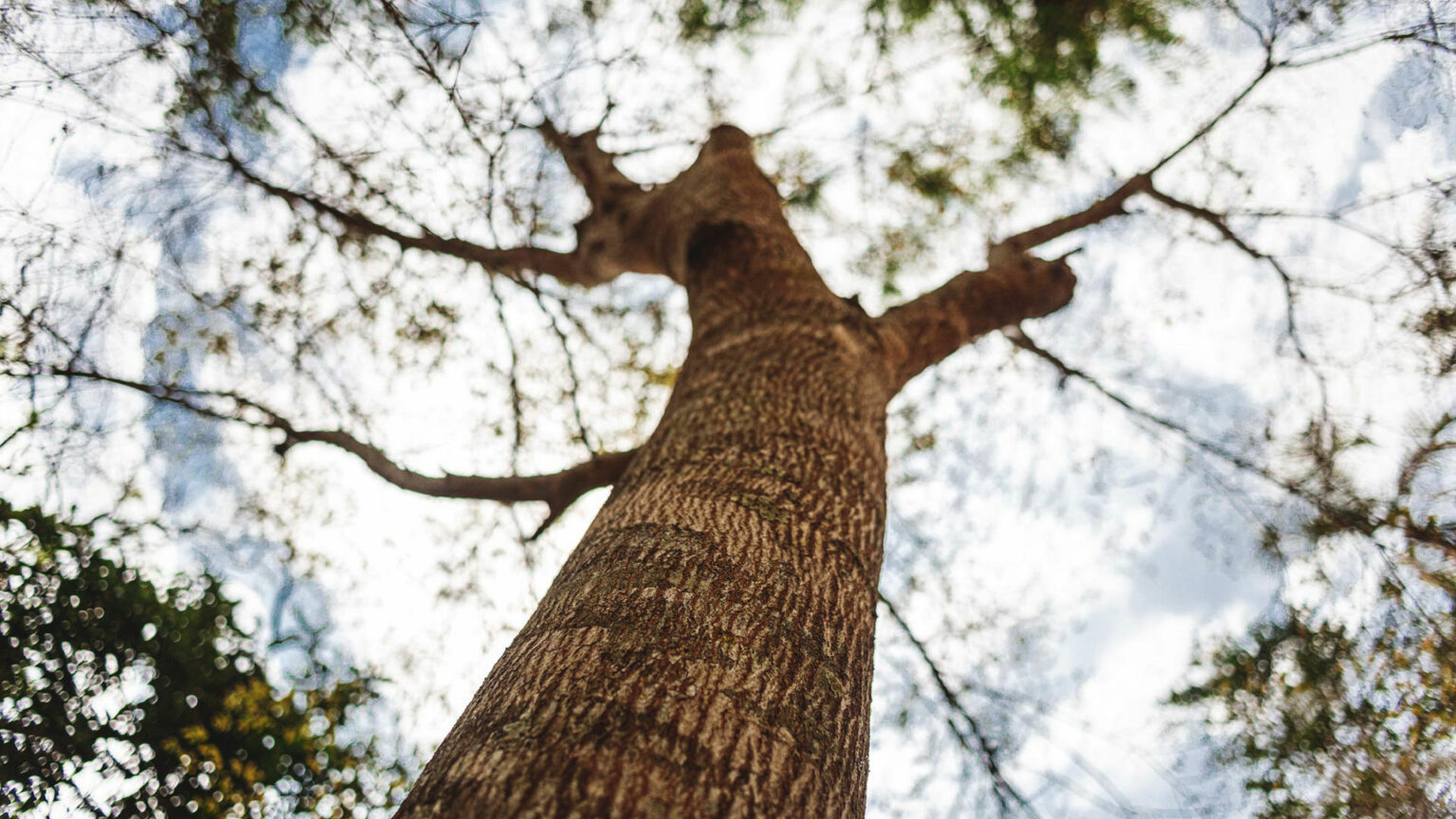 Mirindiba-rosa - Inhotim