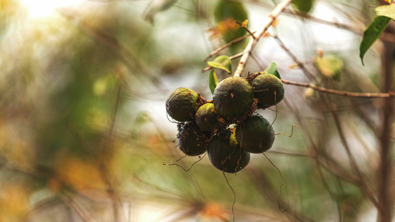 Mirindiba-rosa - Inhotim