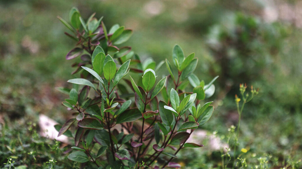 Resedá-amarelo - Inhotim