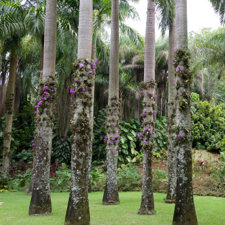 National Museum Week 2024 - Inhotim